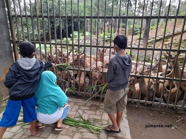 Taman Rusa Lampung di Sumber Agung Kemiling